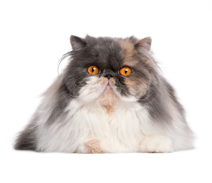 Persa e Exótico – Clube Português de Felinicultura